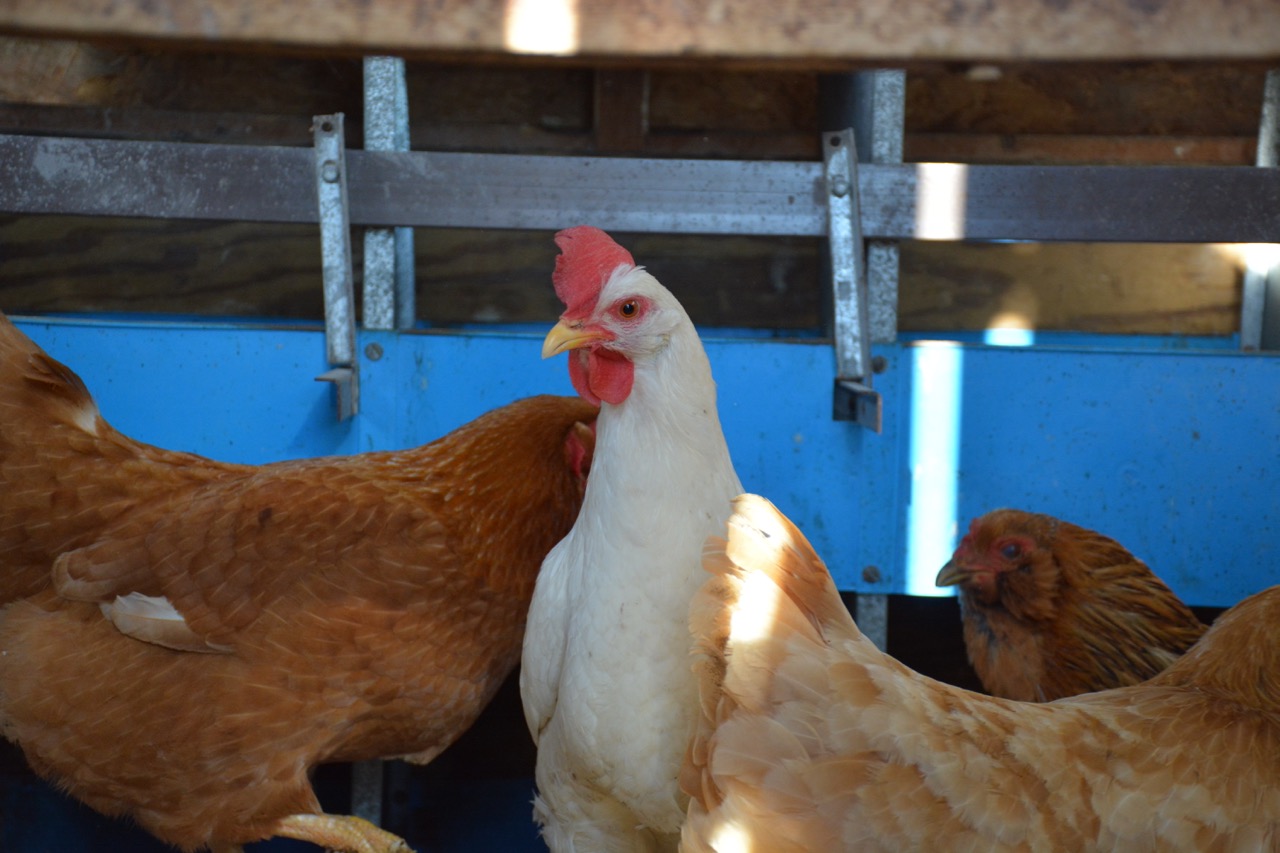 Chickens, It’s Cold Outside! And Chicken Rice Roger • Family and Farming