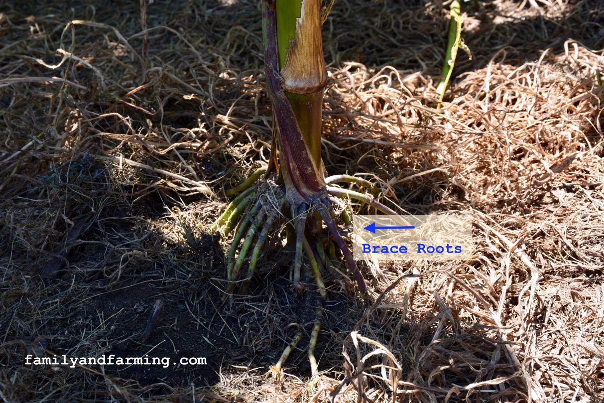 Derecho Devastation in Iowa • Family and Farming
