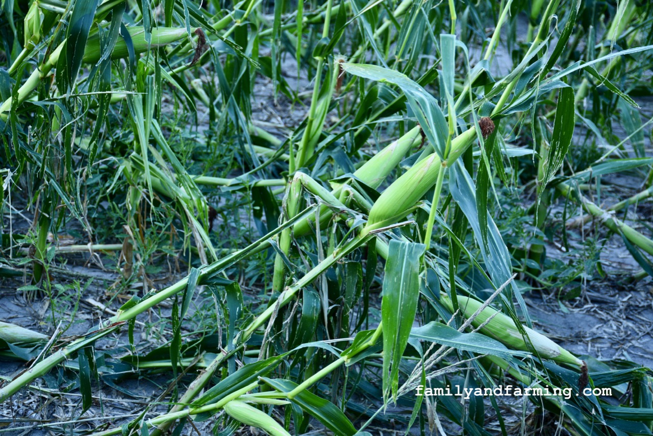 Derecho Devastation in Iowa • Family and Farming