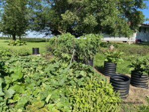 Vintage Cucumber Recipes • Family and Farming