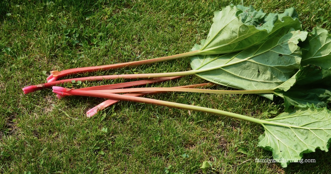 Rhubarb Cobbler • Family and Farming