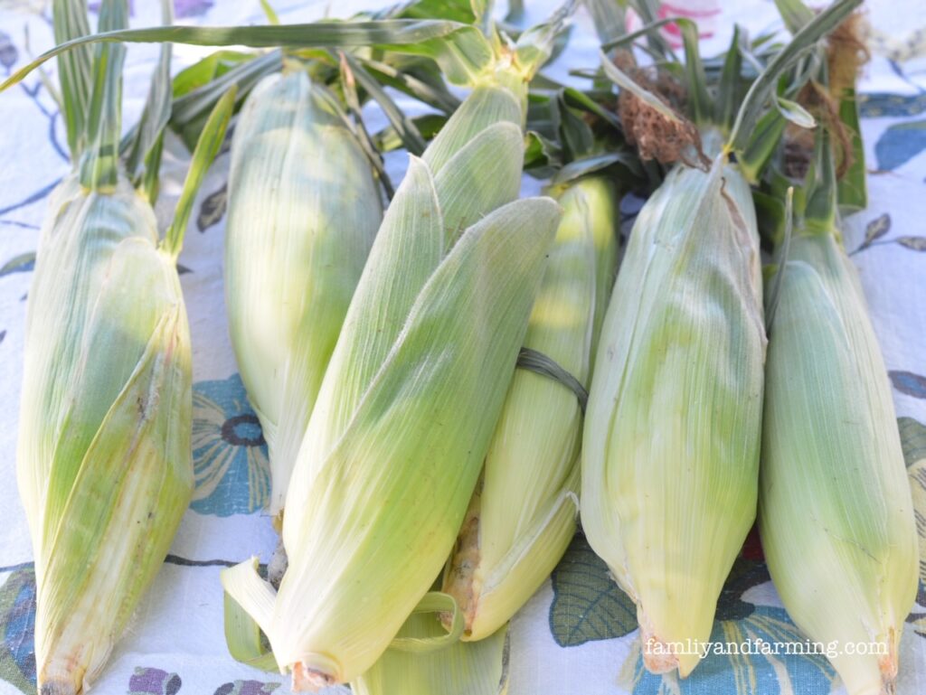 Iowa Sweet Corn • Family and Farming