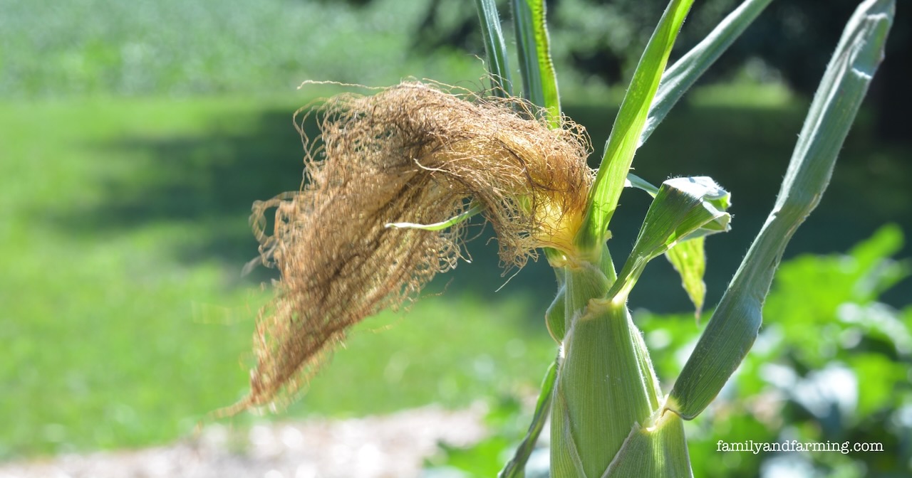 Iowa Sweet Corn • Family and Farming
