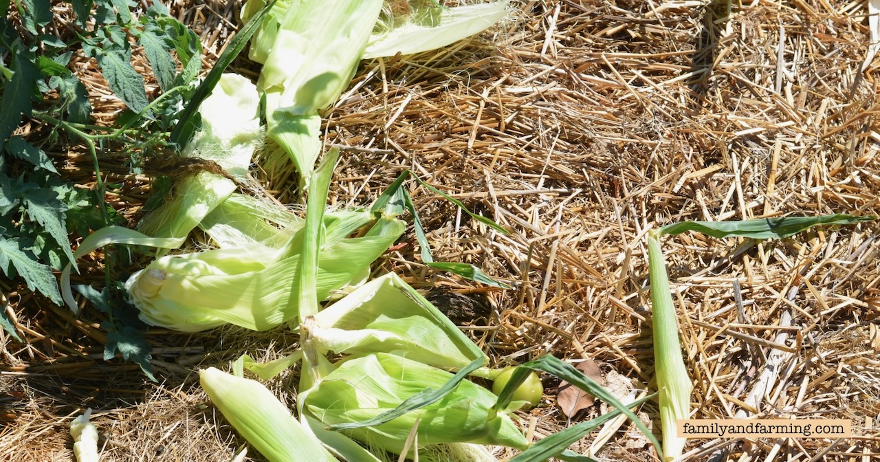 Iowa Sweet Corn • Family and Farming