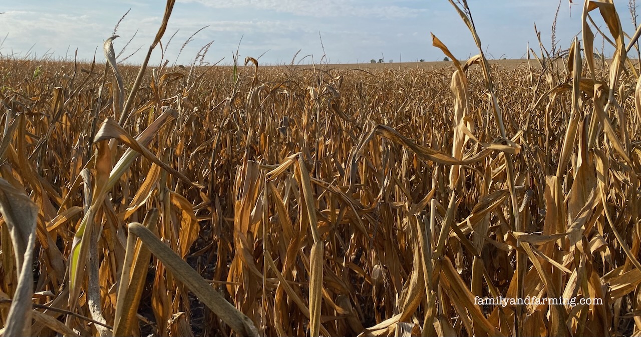 Harvesting During a Drought • Family and Farming