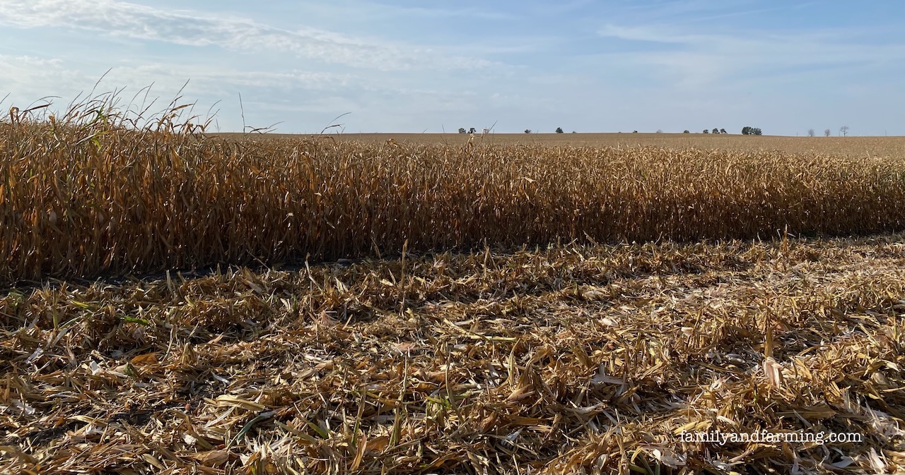 Harvesting During a Drought • Family and Farming