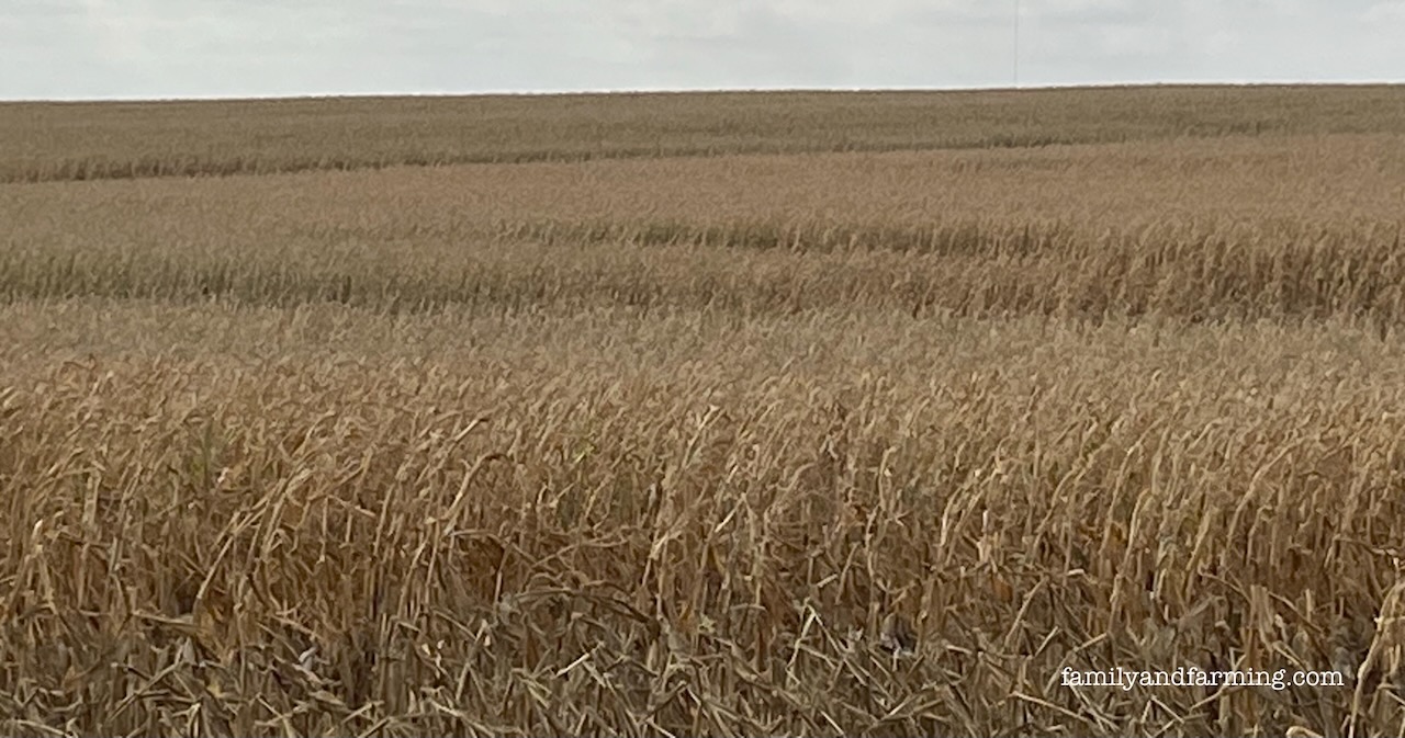 Harvesting During a Drought • Family and Farming