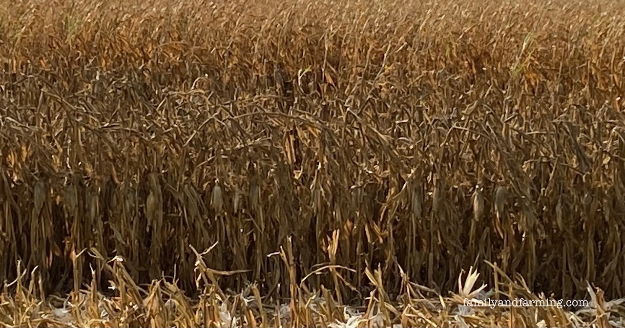 Harvesting During a Drought • Family and Farming