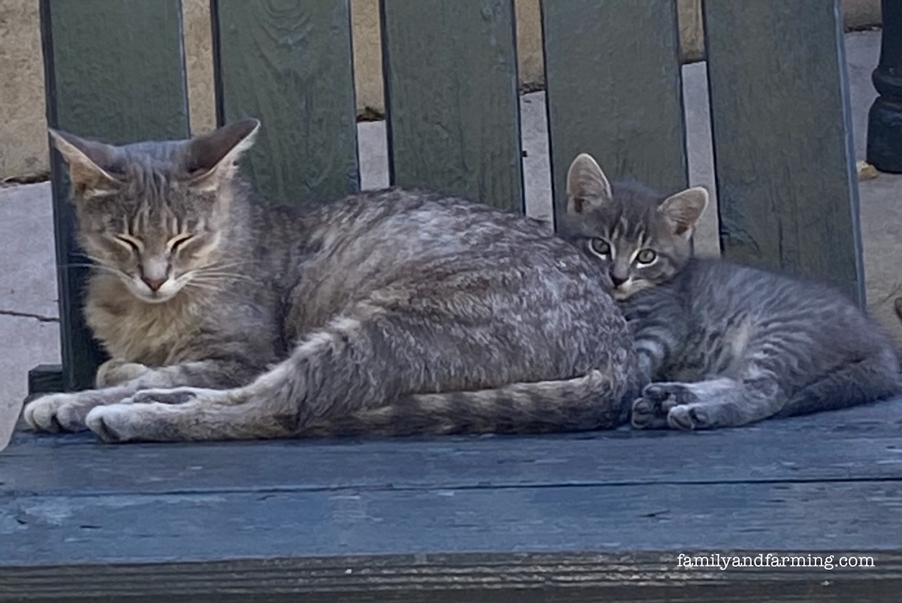 Who Needs Anger? • Family and Farming