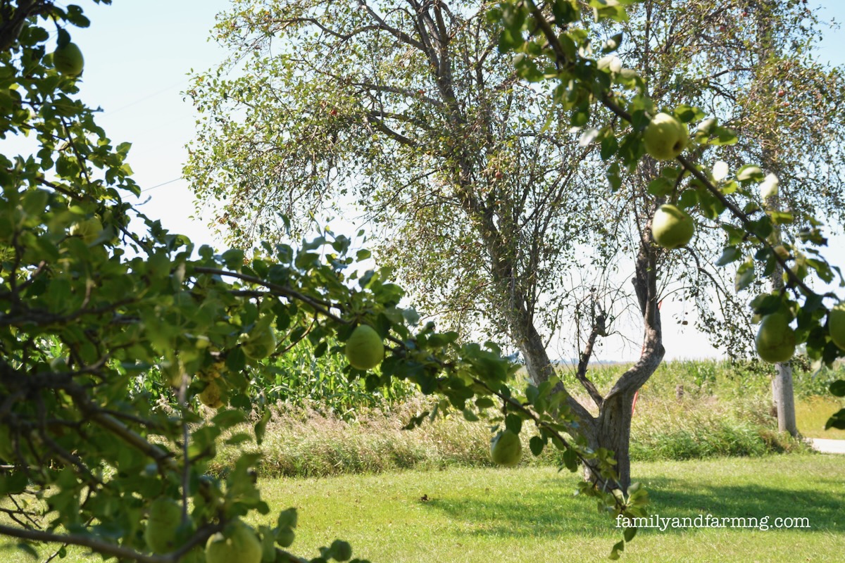 Pear Crisp • Family and Farming
